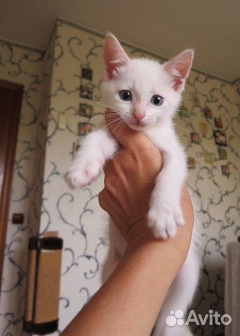 Белый котенок в дар