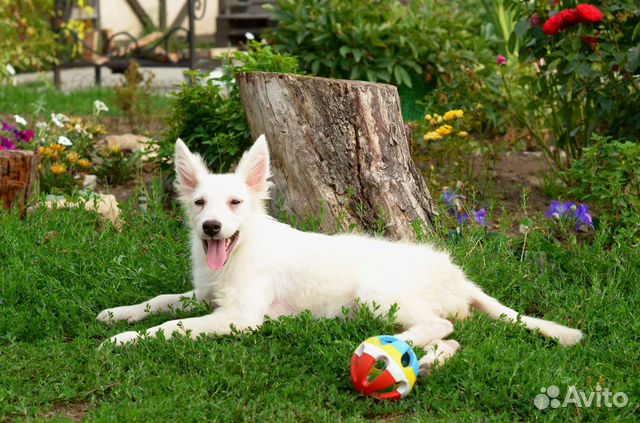 Белоснежная Юки - щенок в дар