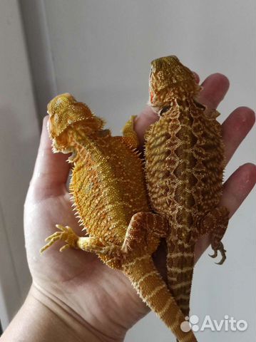 Бородатая агама