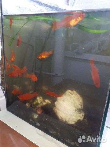 Аквариум на 19литров
