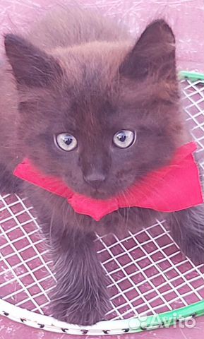 Котенок Пирожное ищет любящую семью