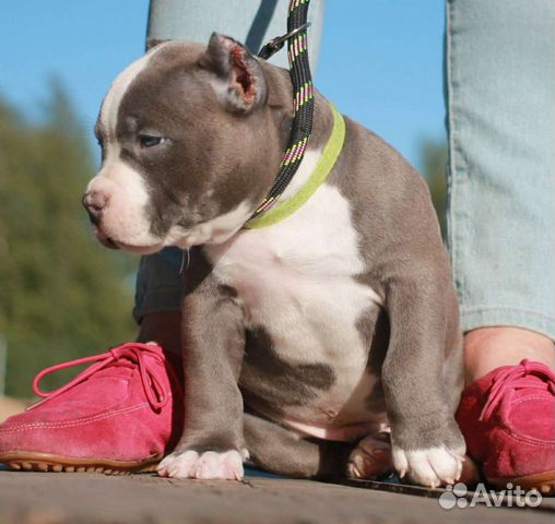 Американский булли