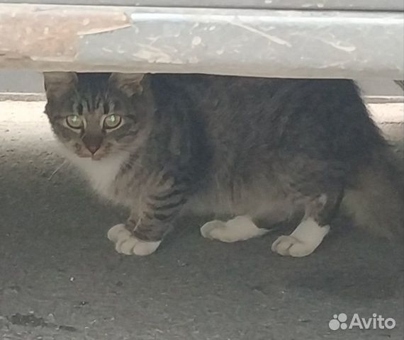 Найдена кошка Красносельский район