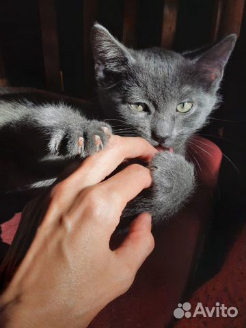 Котята русской голубой