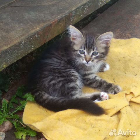 Котенок сибирячка