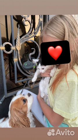 Кинг чарльз спаниель девочка