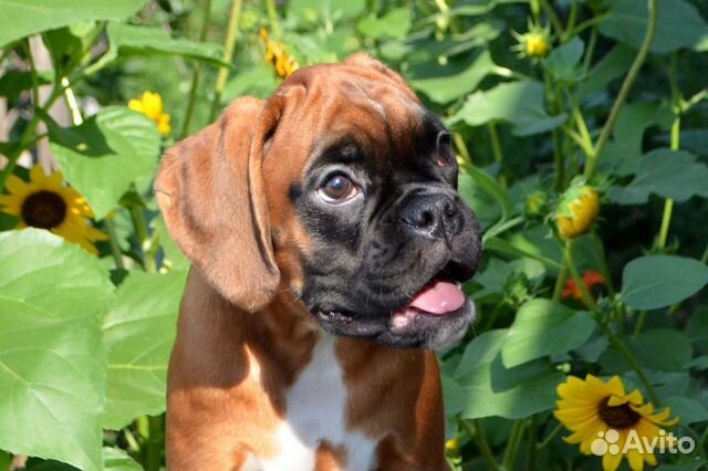 Рыжая девочка боксера