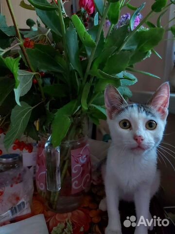 Котенок бесплатно девочка 2 мес привезу вам