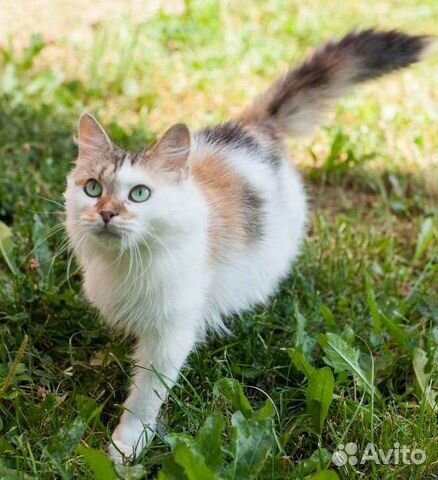 Заберите меня домой