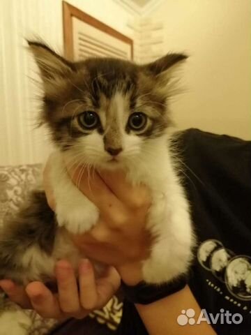 Котенок в добрые руки