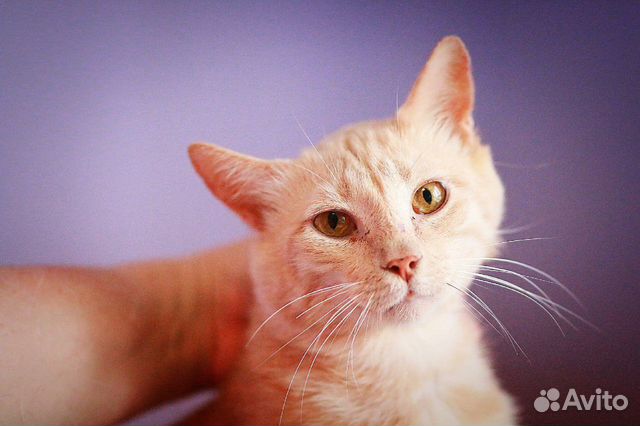 Котик Персей в добрые руки