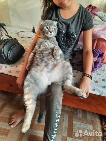Коты шотлацы вислоухие. бесплатно В добрые руки