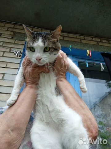 Кот стал не нужен старым хозяевам
