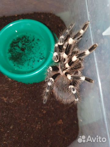 Паук птициед Acanthoscurria geniculata самка L16