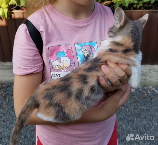 Очаровательный трёхцветный котёнок