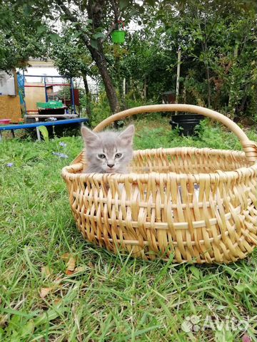 Кот 1.5 месяца