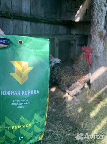 Курочки несушки