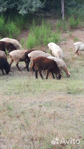 Овцы бараны