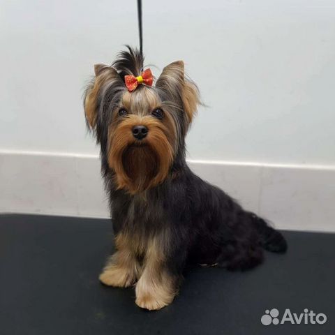 Йоркширский терьер вязка