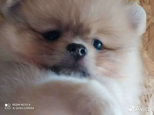 Девочка - Немочка шпиц