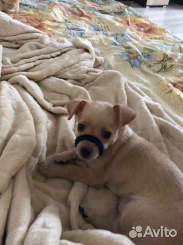 Той-терьер щенок