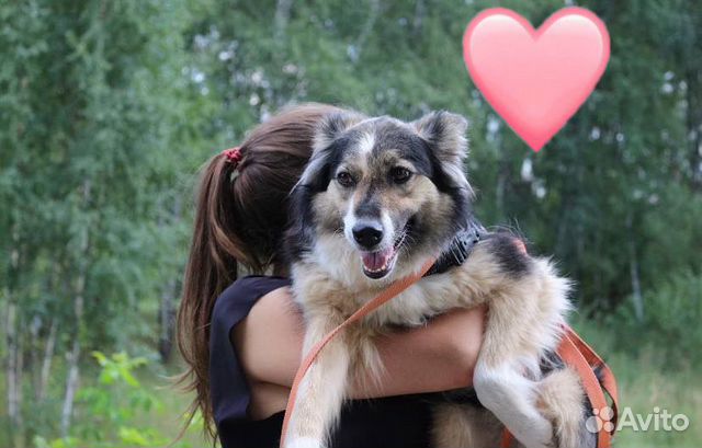 Собака в добрые руки