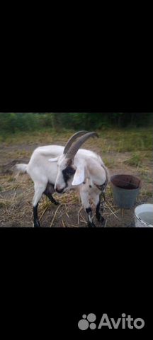 Козы, двойные