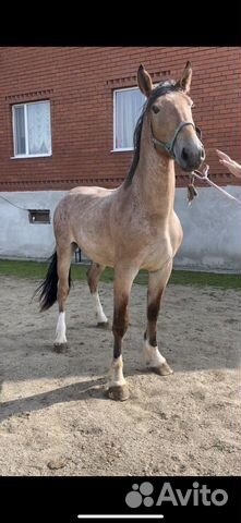 Продается огромный двухлетний жеребец