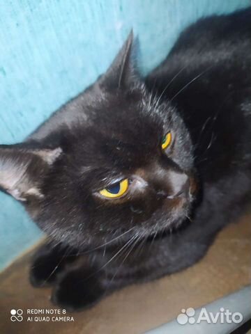 Кошки в добрые руки