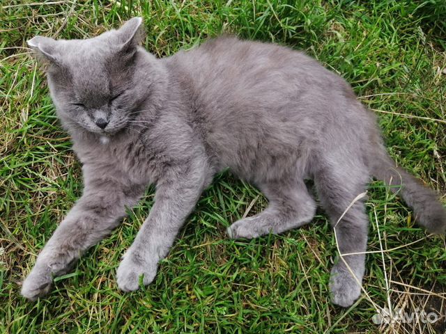 Передержка котов ищем передержку котик