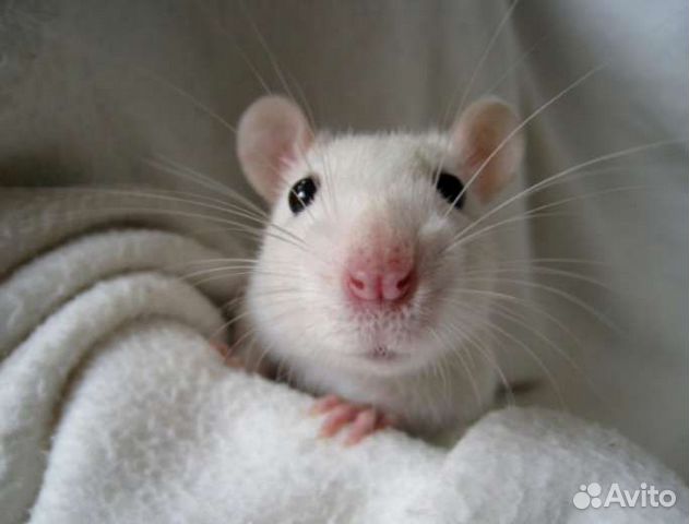 Белая крыса
