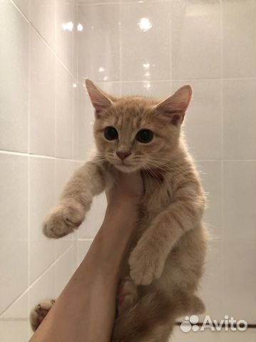Котенок пендюк