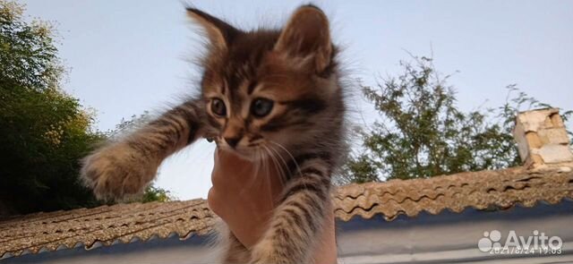 Необычные котята, есть "шоколад", в добрые руки