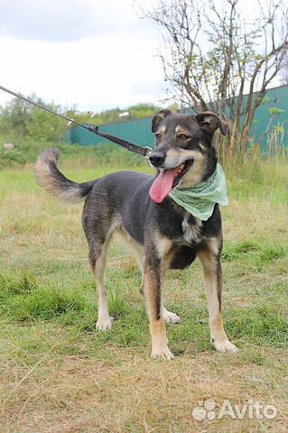 Собаки в дар бесплатно из приюта