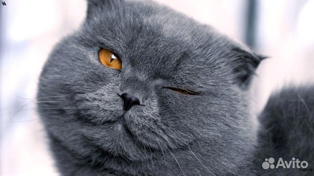 Британский кот вязка