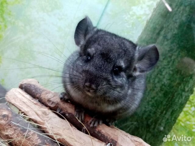 Шиншилла стандарт