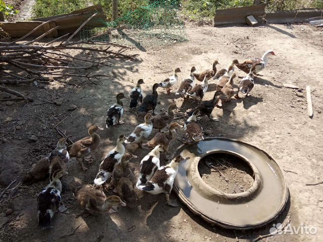 Продаются индоутята