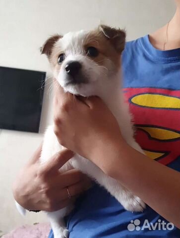 Джек Рассел Терьер