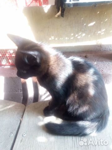 Котята отдам даром