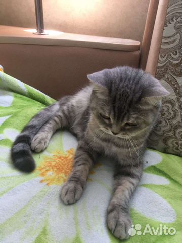 Кошки в добрые руки пародистые бесплатно