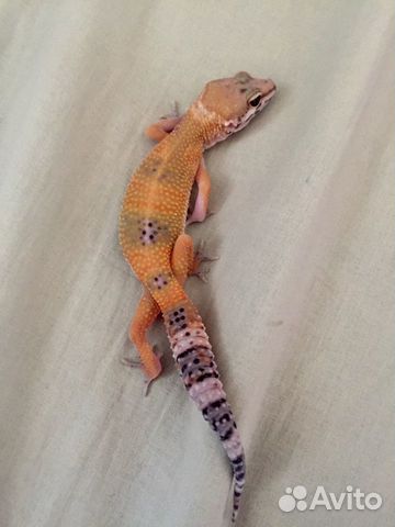 Эублефар croos Blood SHT