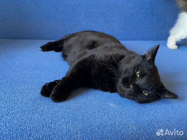 Отдам кота в добрые руки
