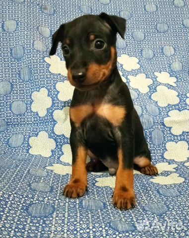 Цвергпинчер щенки кобели