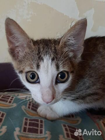 Котенок Кексик