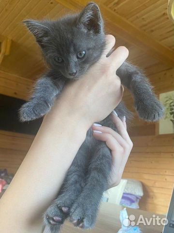 Отдам серого котенка