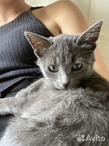Котенок русский голубой