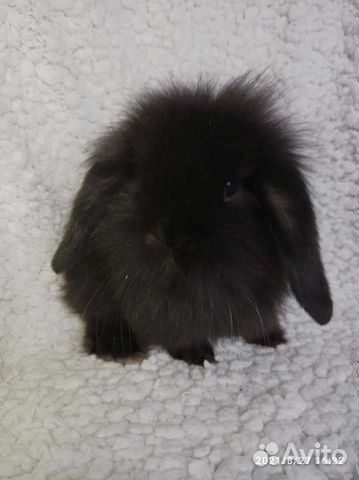 Львиноголовый кролик полуминилоп