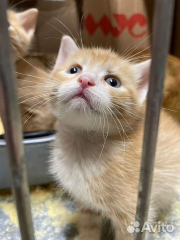 Рыжие котята в дар