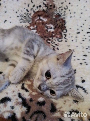 Британский мальчик