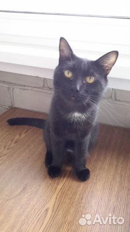 Черный Барон